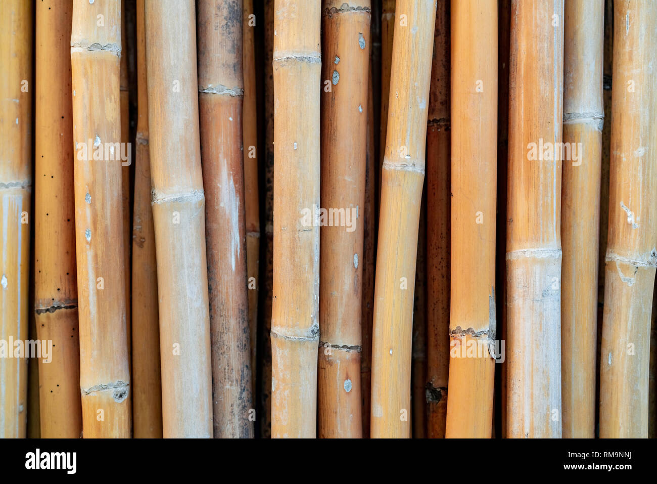 Closeup dried bamboo pole texture background. Eco background. Nature ...