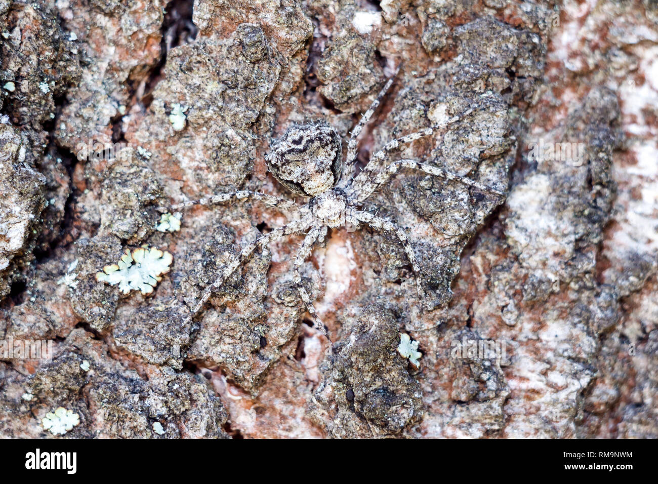 A masked spider in close-up hides like a spy on the bark of a tree ...