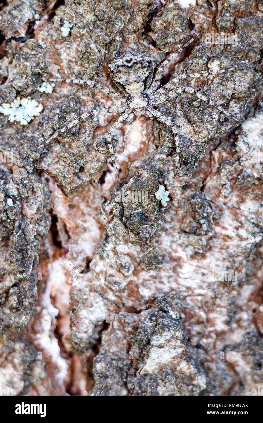 A masked spider in close-up hides like a spy on the bark of a tree ...