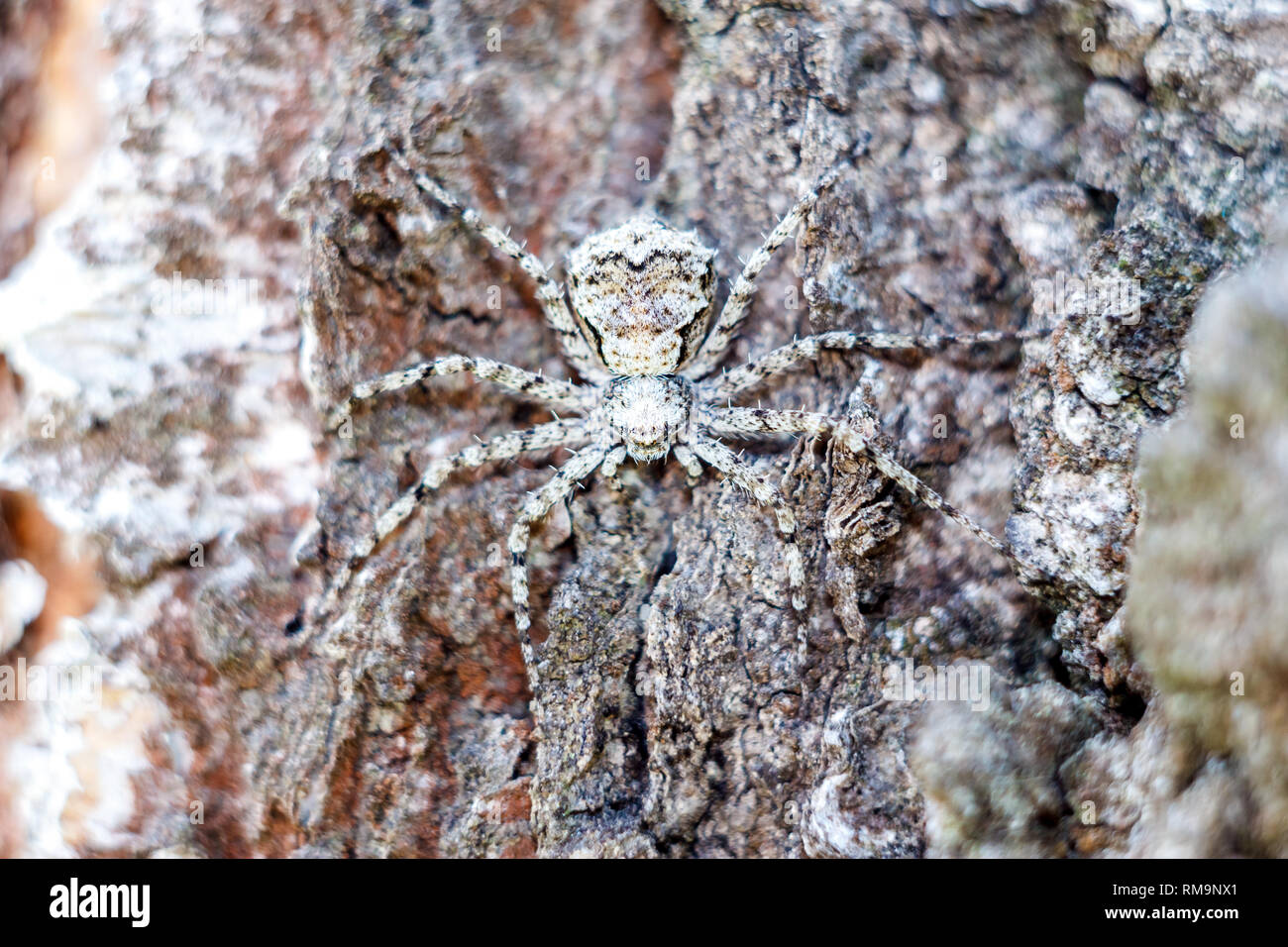 Masked hunter bug hi-res stock photography and images - Alamy