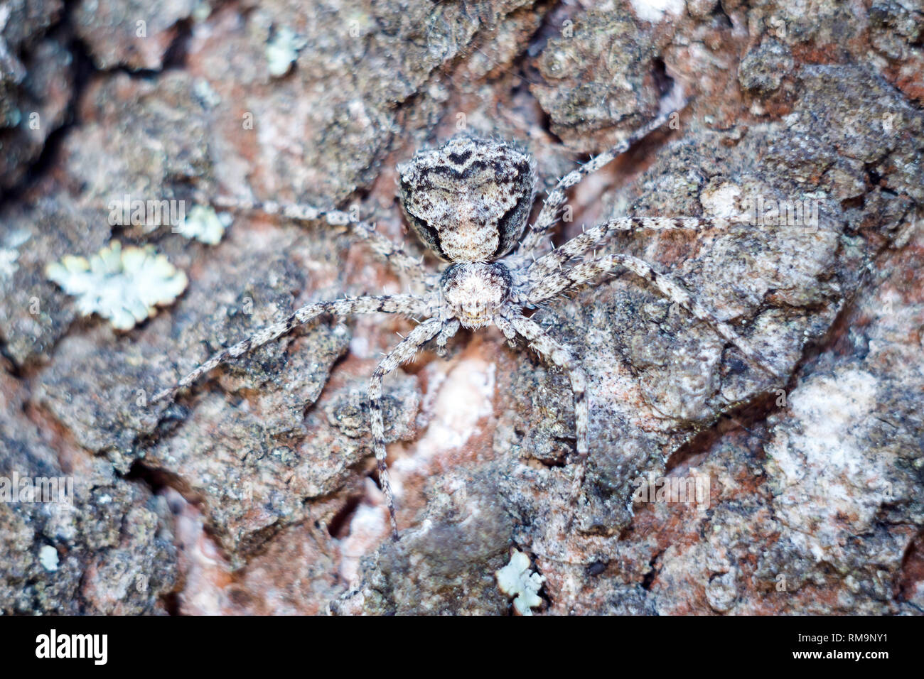 A masked spider in close-up hides like a spy on the bark of a tree ...