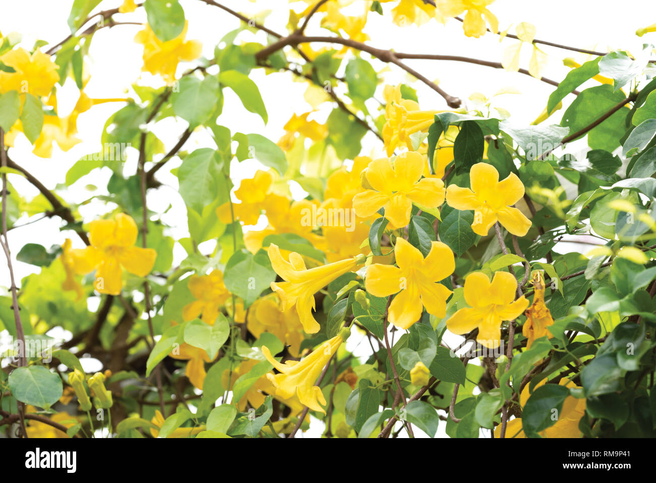 Beautiful yellow flowers with green leaves on metal fence over white ...