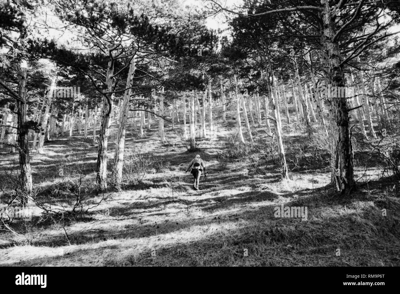 Vintage Forest Photography