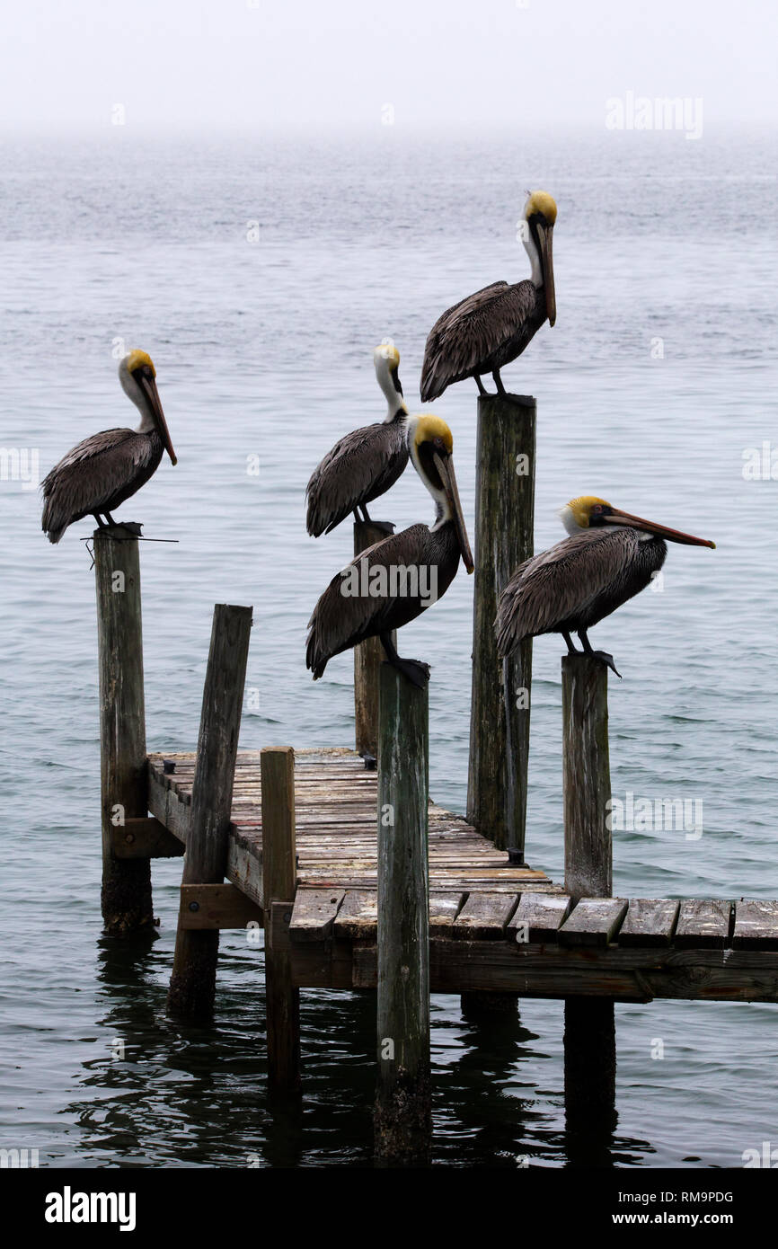 Pelican sitting on post in hi-res stock photography and images - Alamy