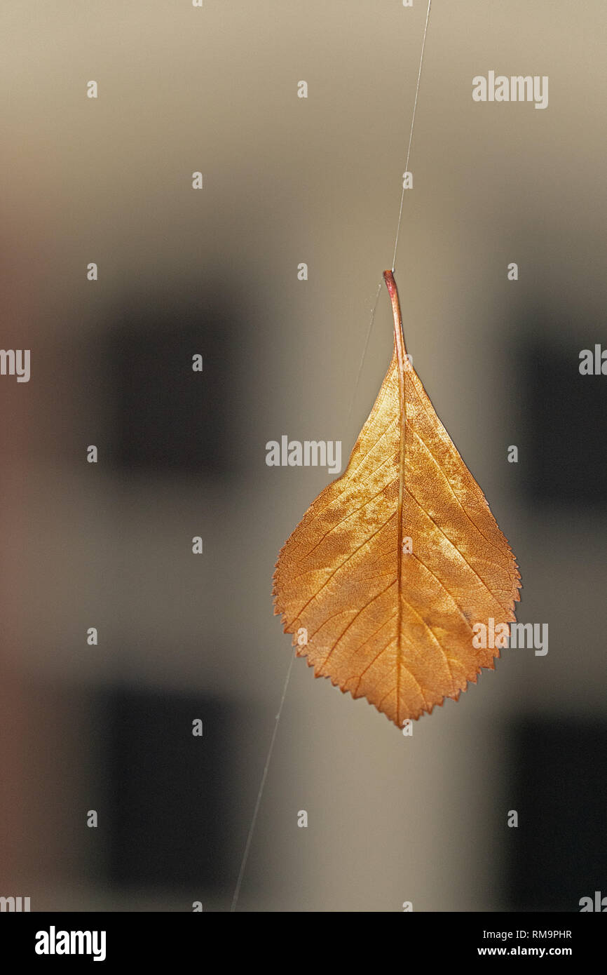 autumn leaf hanging on a spider net silk thread Stock Photo - Alamy