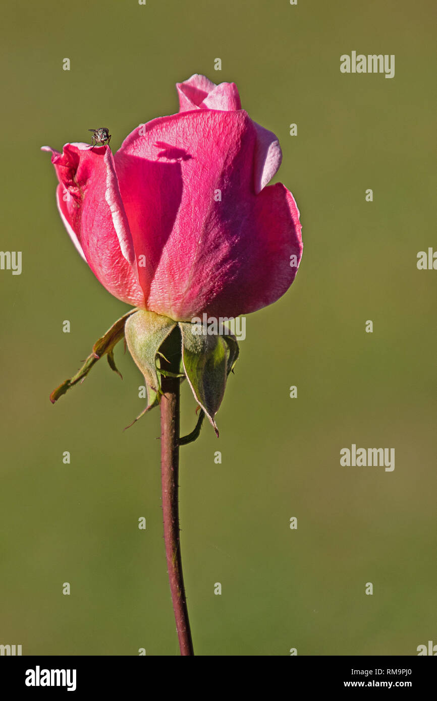 Pink blossom of a rose with fly and its shadow Stock Photo - Alamy