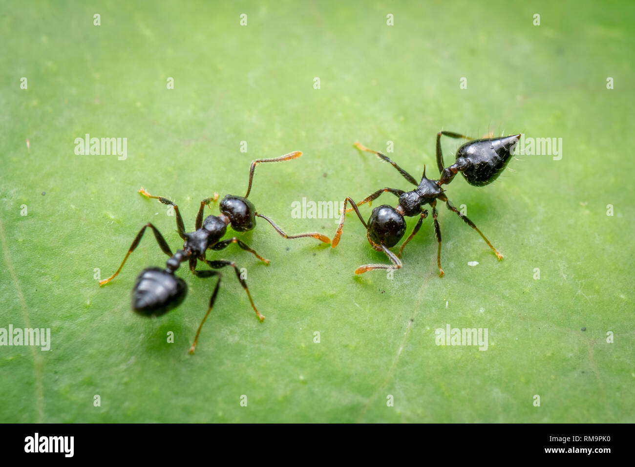 Crematogaster ants on a leaf in tropical rainforest, far north ...