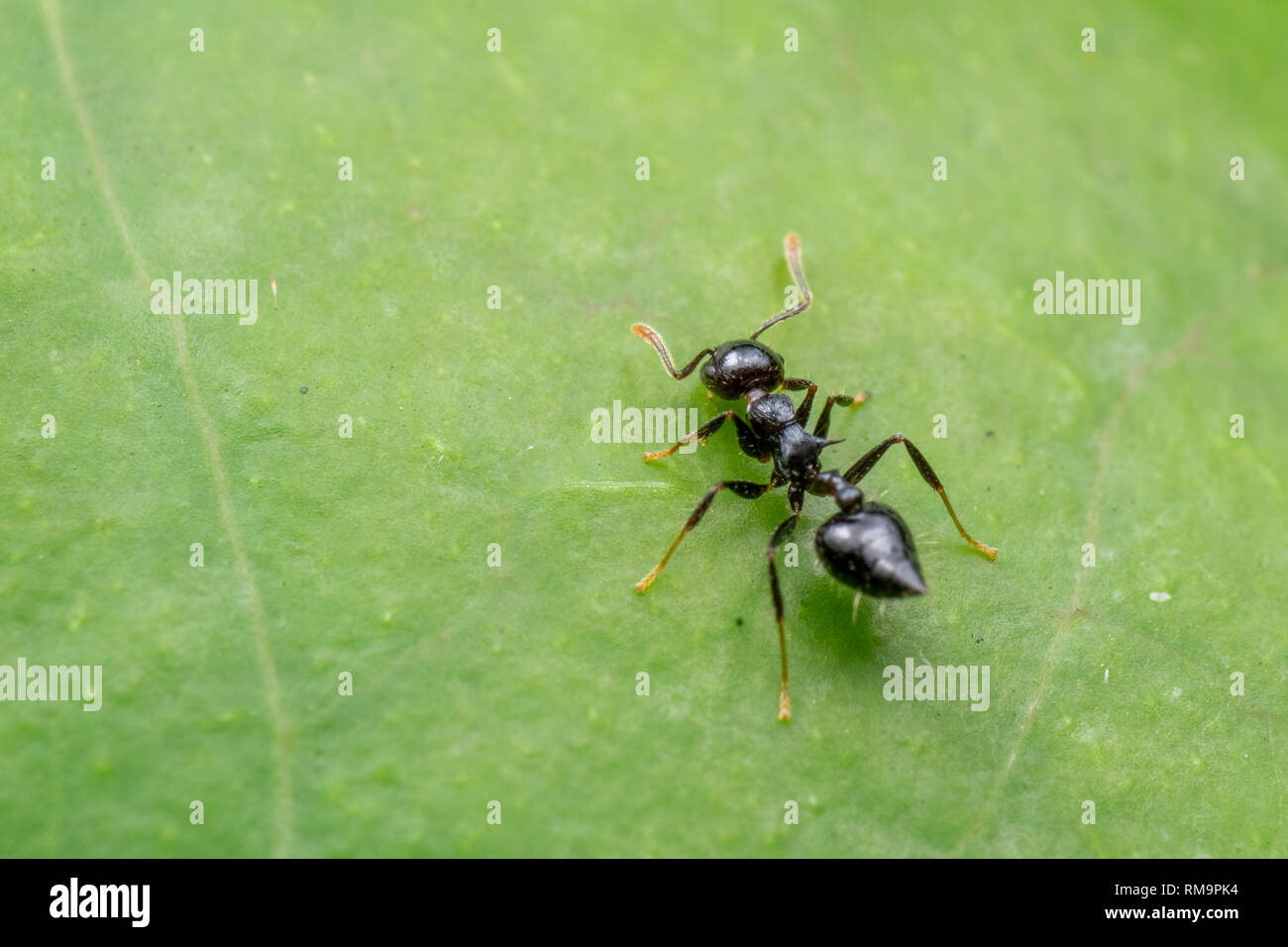 Crematogaster ants on a leaf in tropical rainforest, far north ...