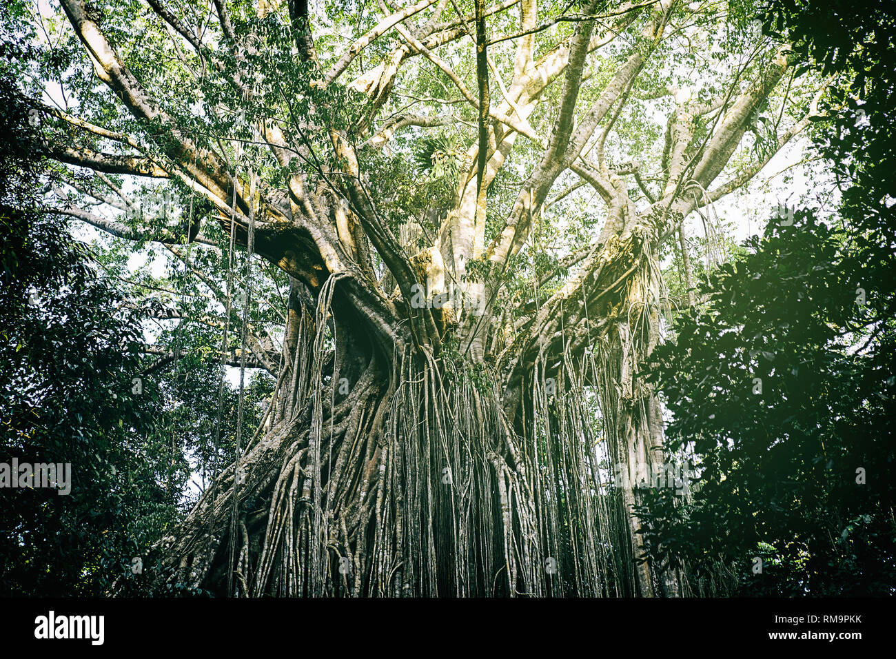 Yungaburra Curtain Fig Tree High Resolution Stock Photography and ...