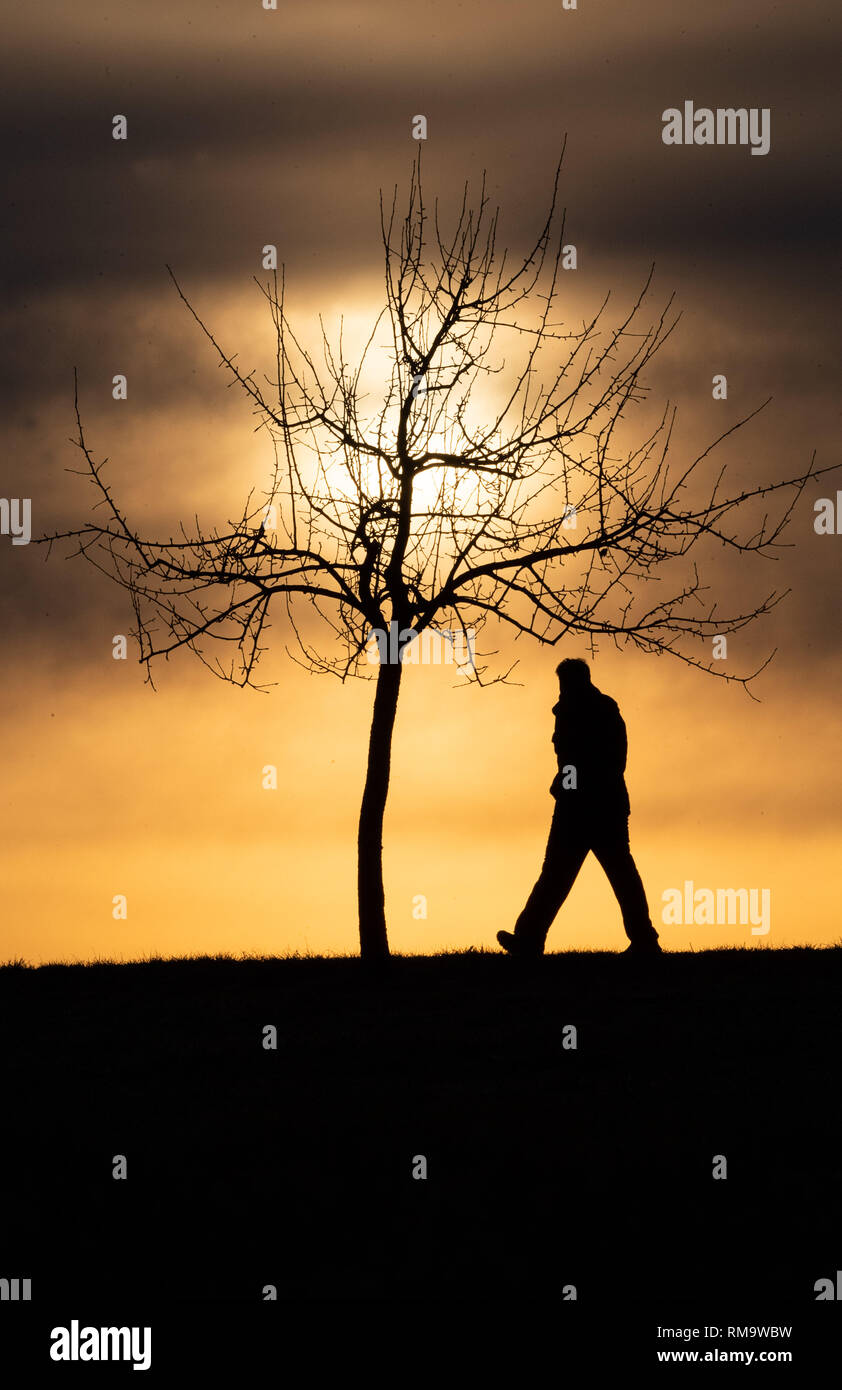 Pliezhausen, Germany. 14th Feb, 2019. A man walks past a single tree ...