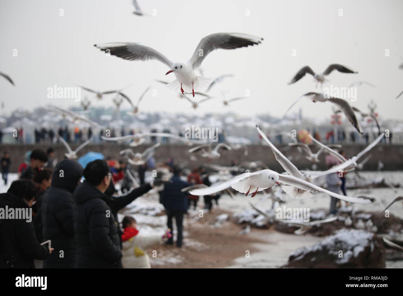 Qingdao, Qingdao, China. 14th Feb, 2019. Qingdao, CHINA-The snow ...
