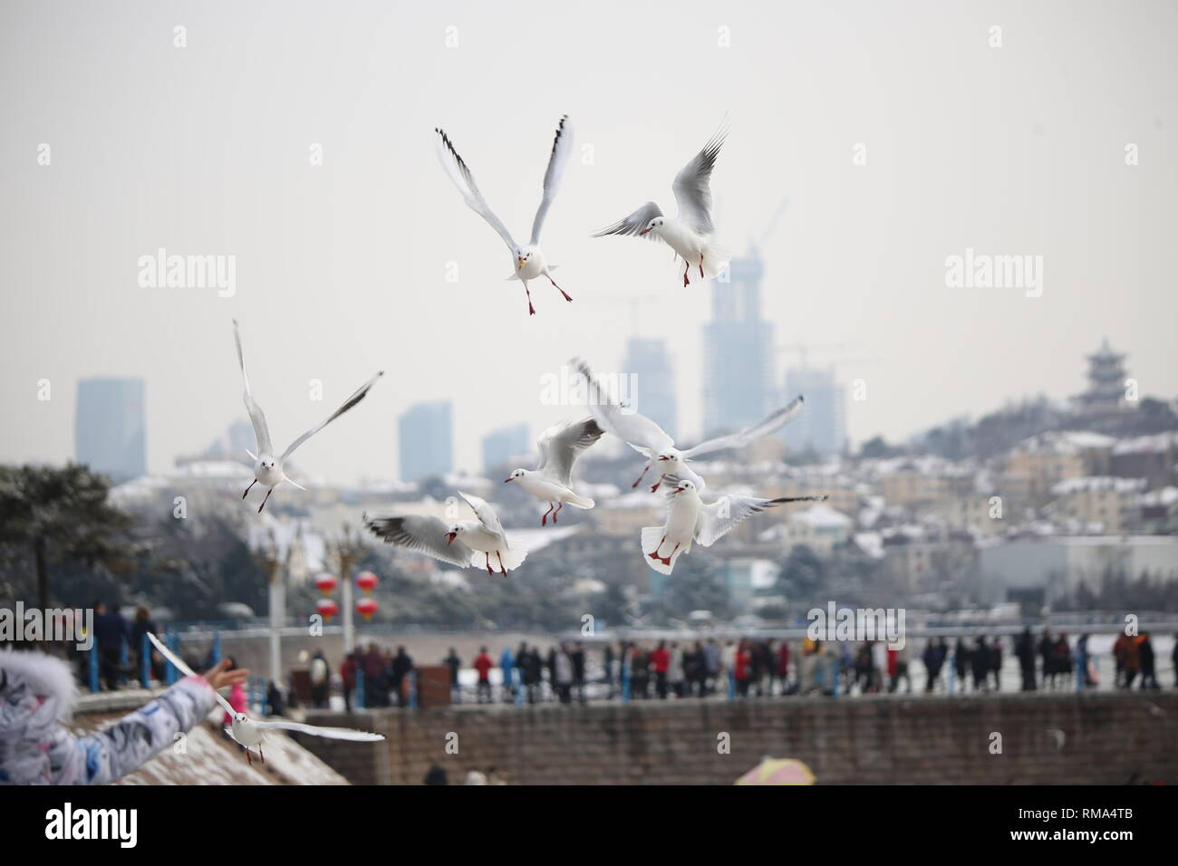 Qingdao, Qingdao, China. 14th Feb, 2019. Qingdao, CHINA-The snow ...