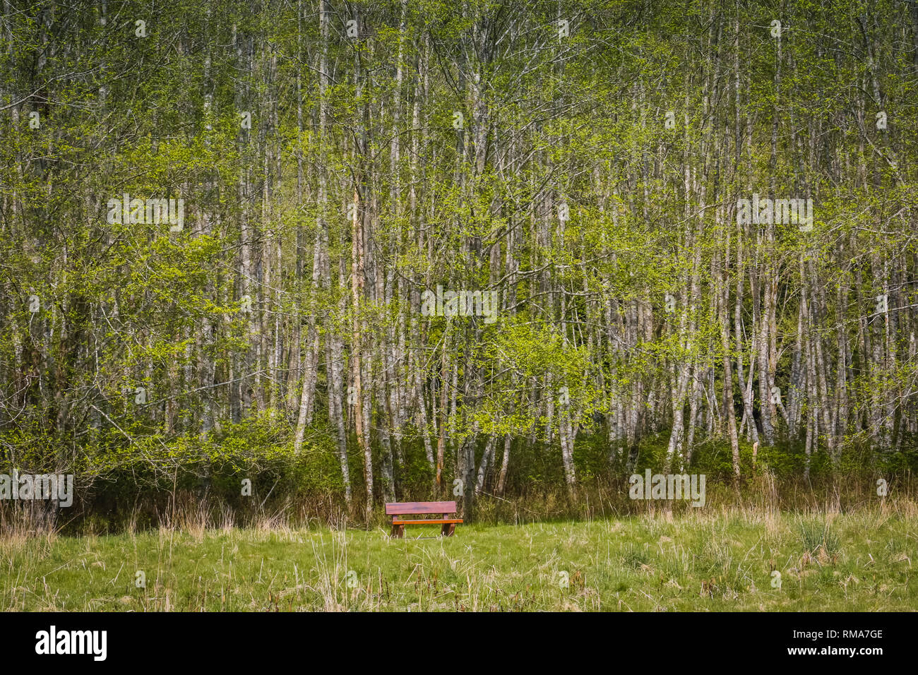 Reflective trees and trees hi-res stock photography and images - Alamy