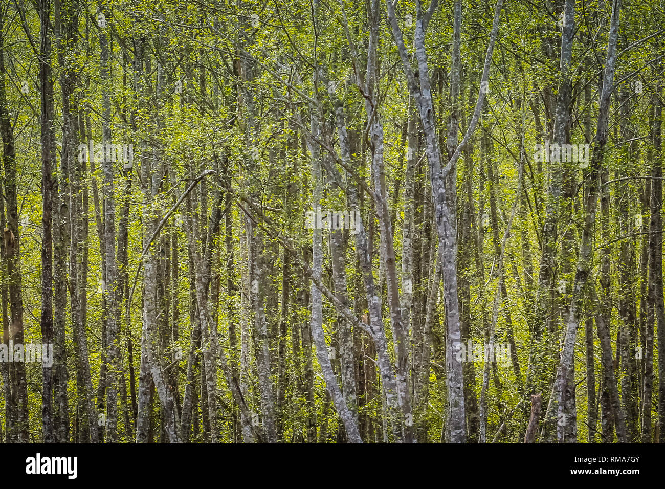 Objects in trees hi-res stock photography and images - Alamy