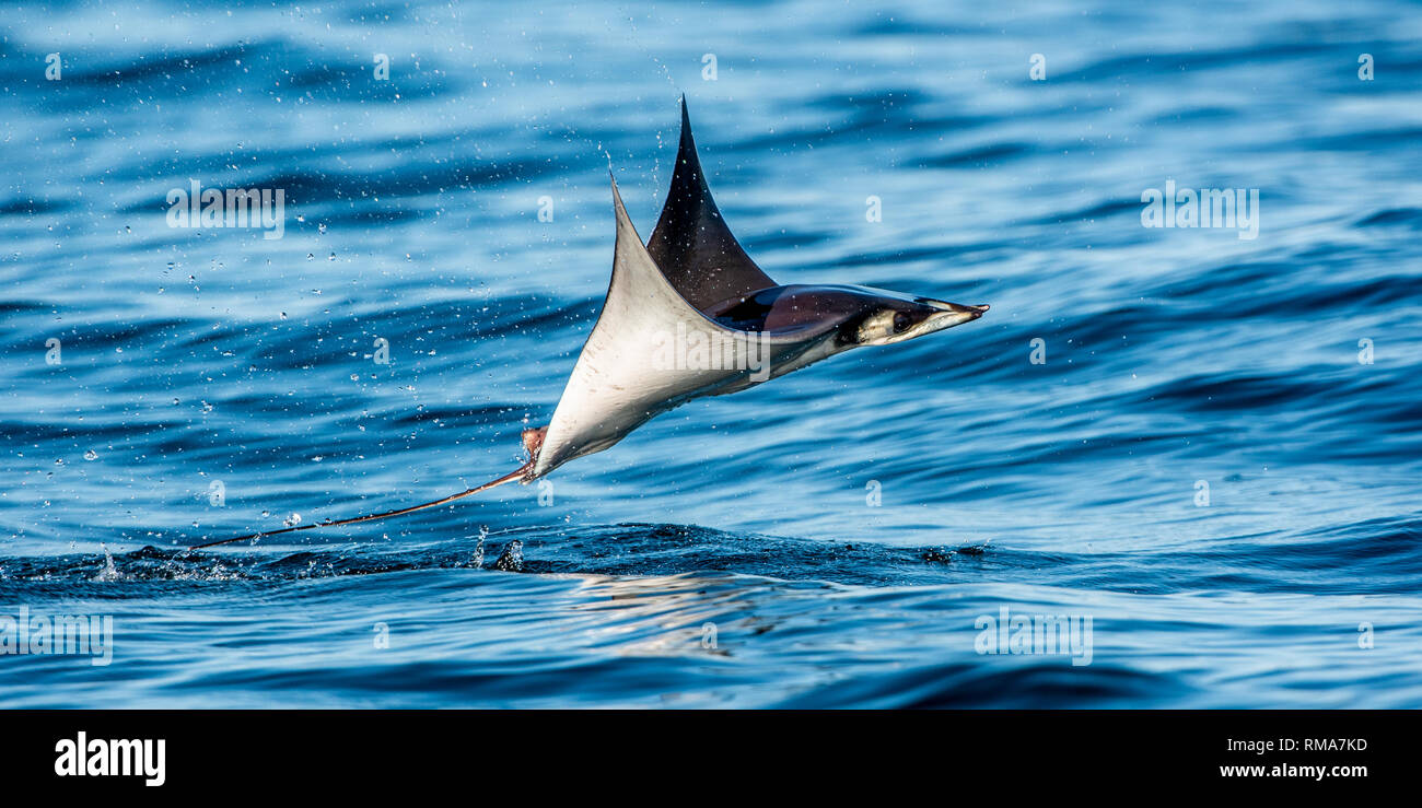 Mobula ray jumping out of the water. Mobula munkiana, known as the ...