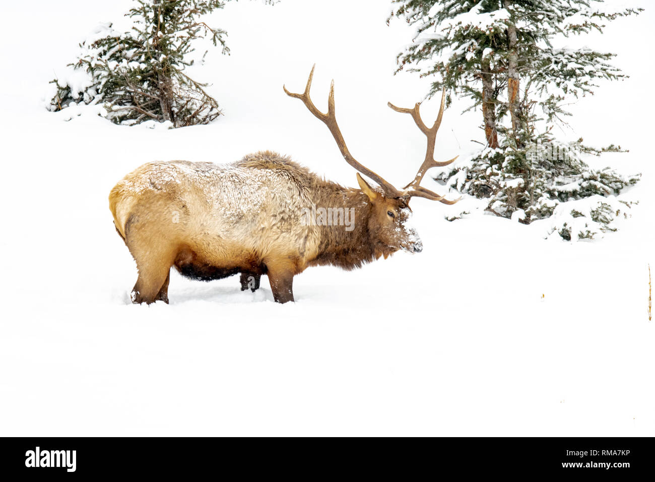 Bull elk (Cervus canadensis) in Yellowstone during winter snow Stock ...