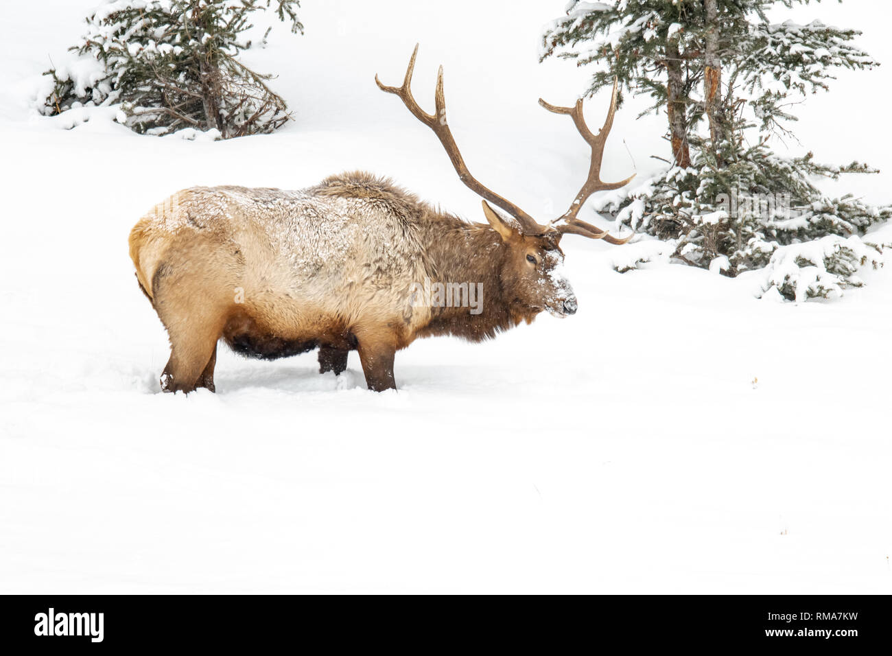 Bull elk yellowstone national park Cut Out Stock Images & Pictures - Alamy