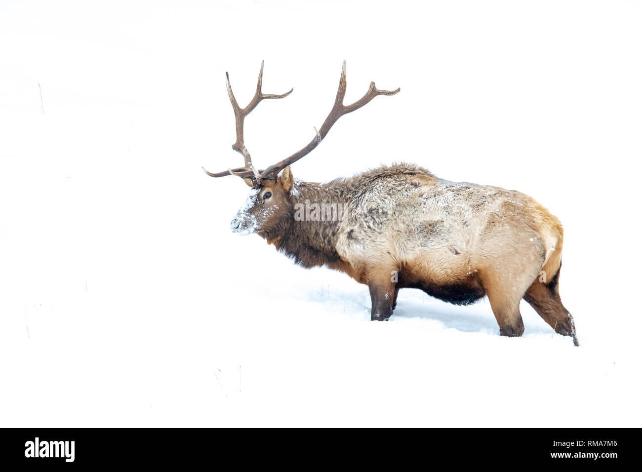Bull elk (Cervus canadensis) in Yellowstone during winter snow Stock ...