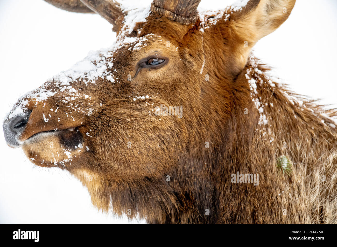Bull elk side view head hi-res stock photography and images - Alamy