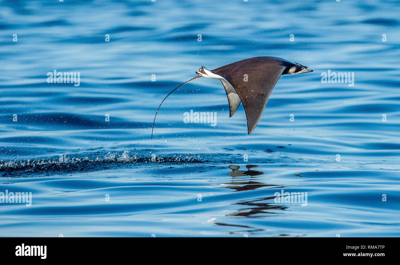 Mobula ray jumping out of the water. Mobula munkiana, known as the ...