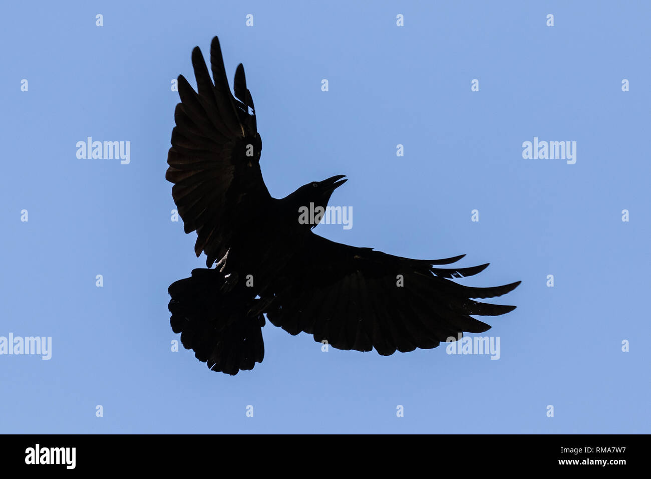 Australian raven hi-res stock photography and images - Alamy