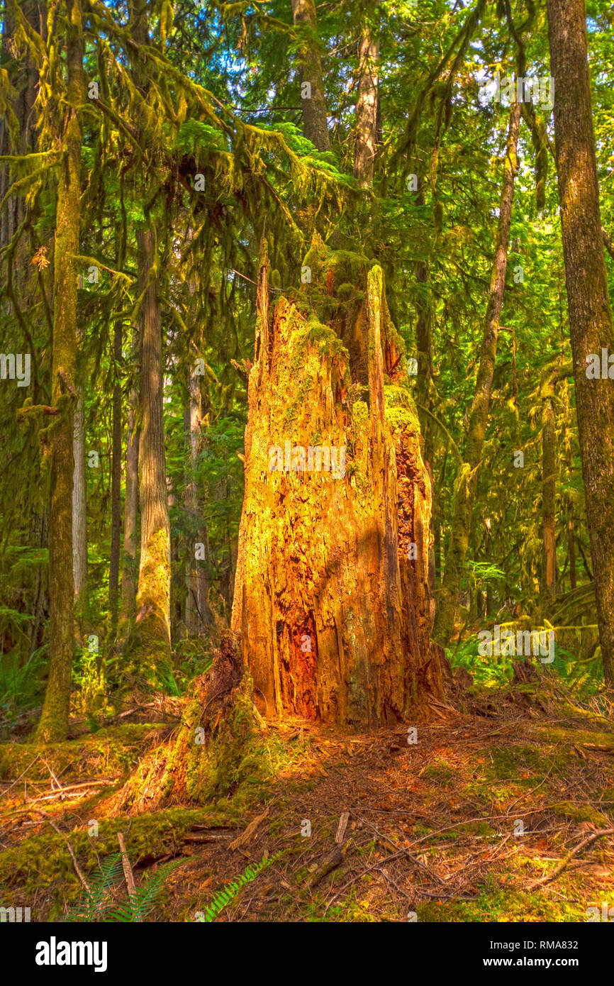 Moss covered lake hi-res stock photography and images - Alamy