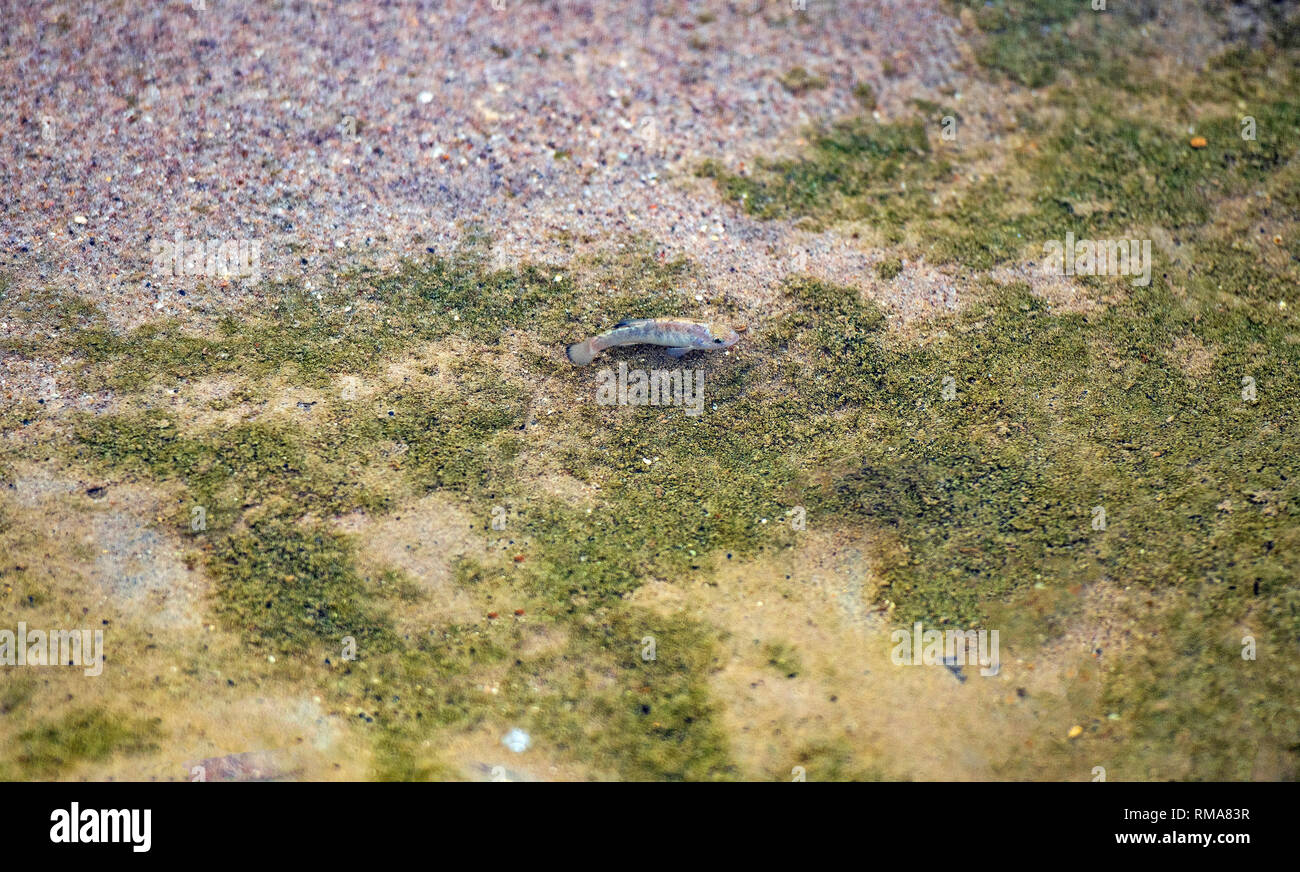 Desert pupfish hi-res stock photography and images - Alamy