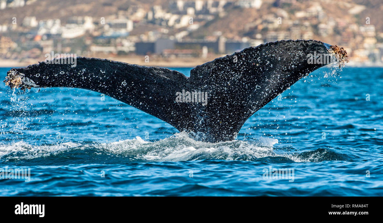 Tail fin of the mighty humpback whale (Megaptera novaeangliae Stock ...