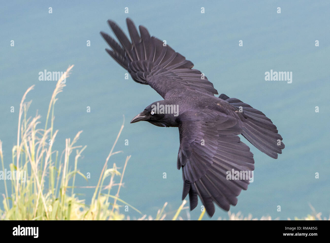 Australian raven hi-res stock photography and images - Alamy