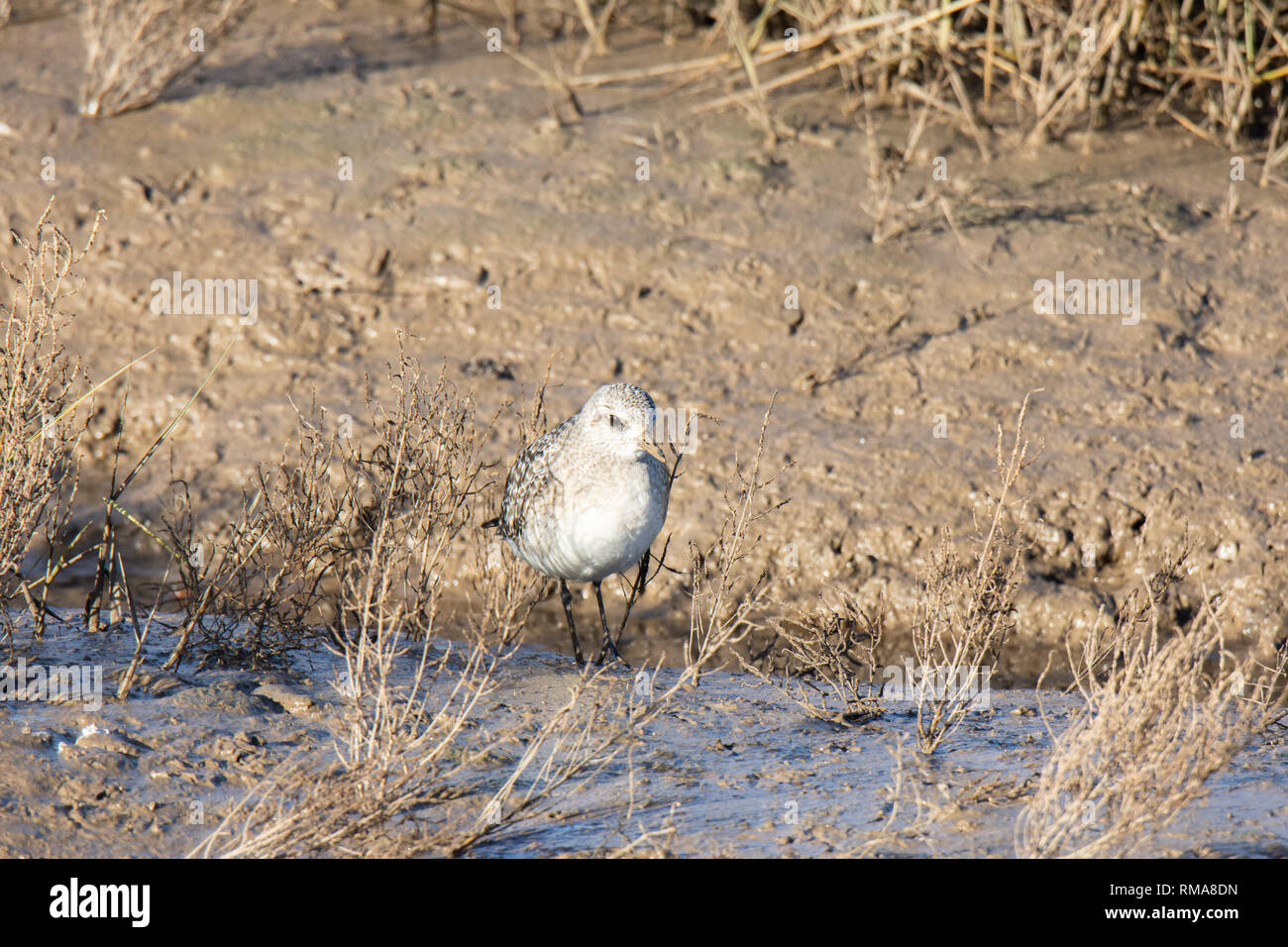 A Grey Plover in its winter plumage wading through a salt marsh Stock ...