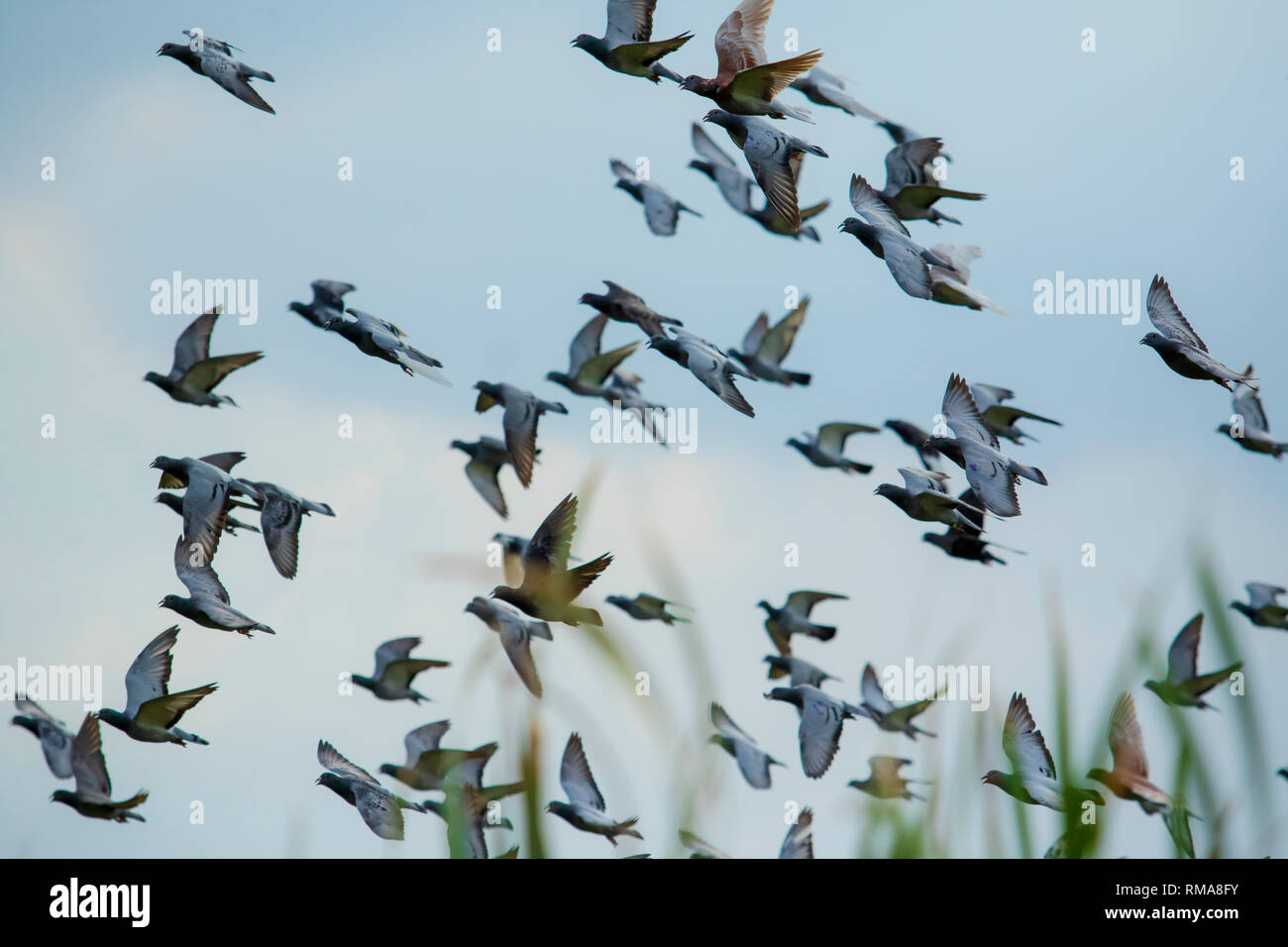 flock of speed racing pigeon bird flying against clear blue sky Stock ...