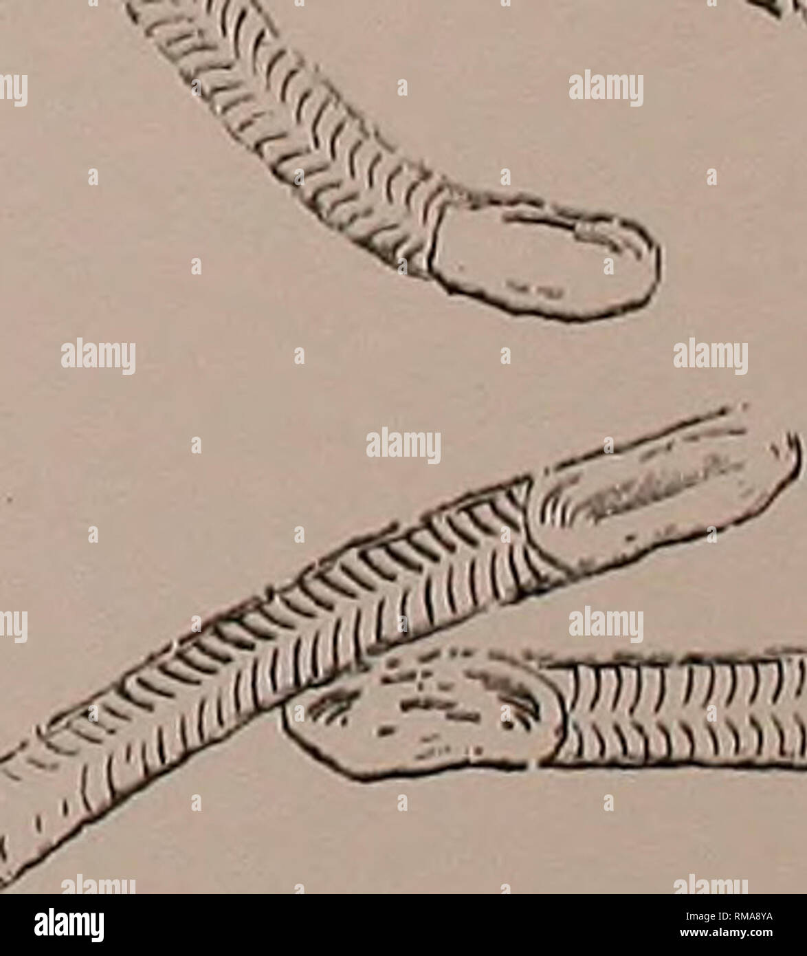 Potsdam museum of natural science hi-res stock photography and images ...