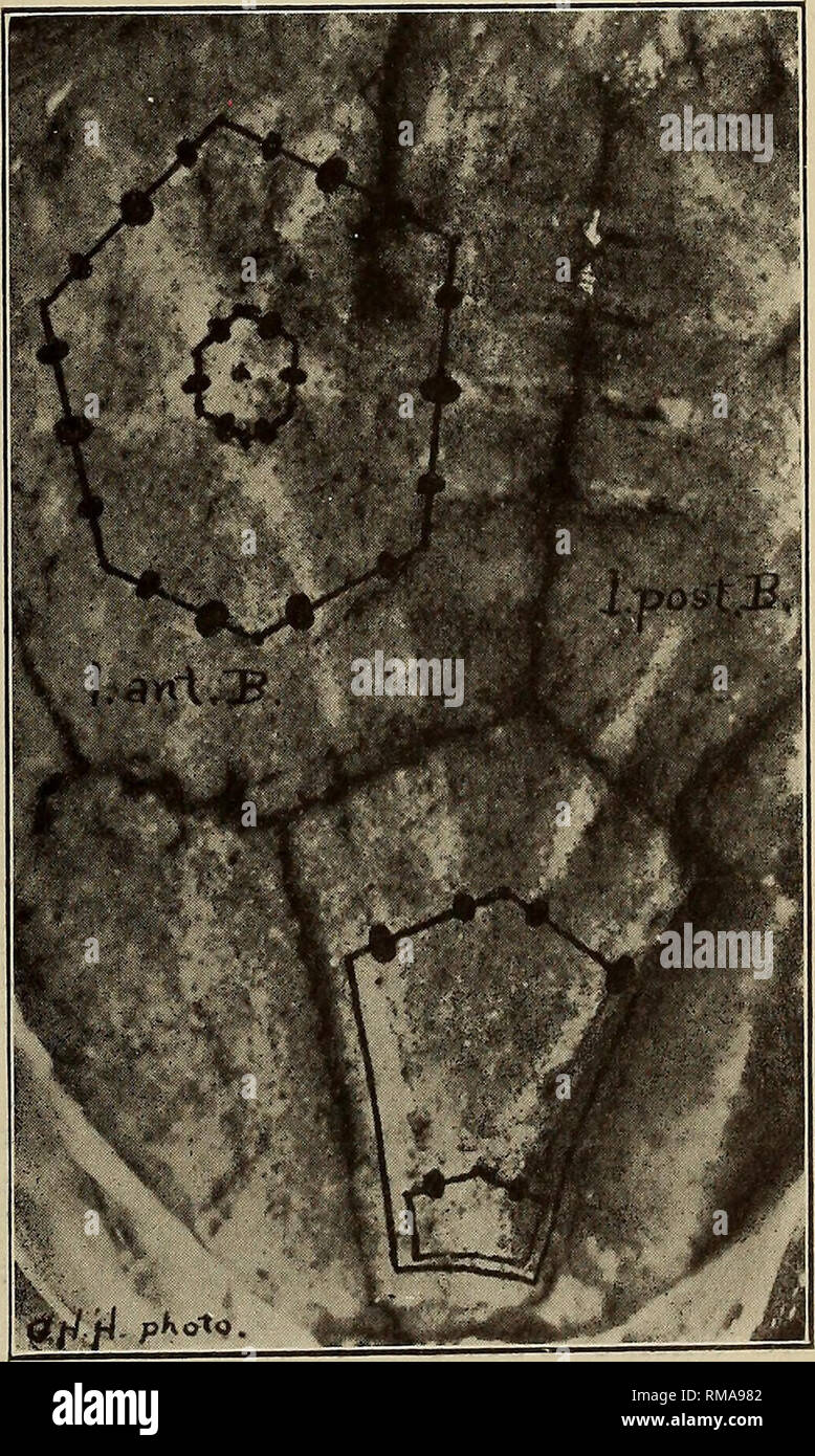 Branchial plates hi-res stock photography and images - Alamy
