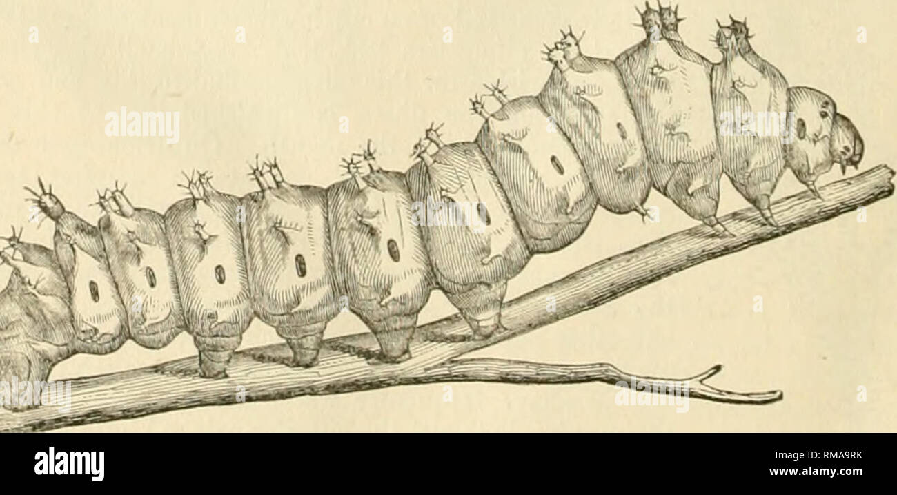 Expanded abdomen hi-res stock photography and images - Alamy