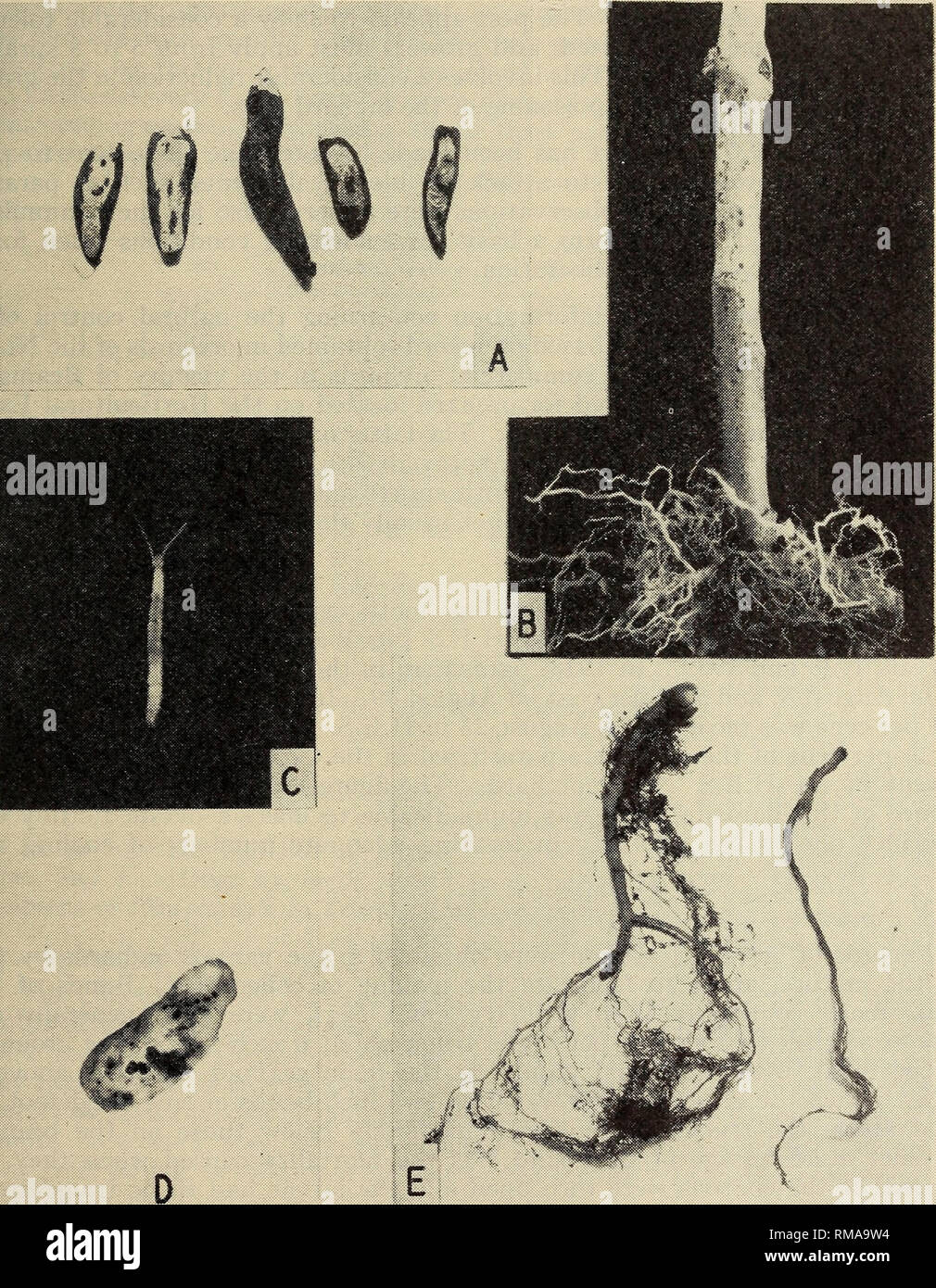 Scutigerella hi-res stock photography and images - Alamy