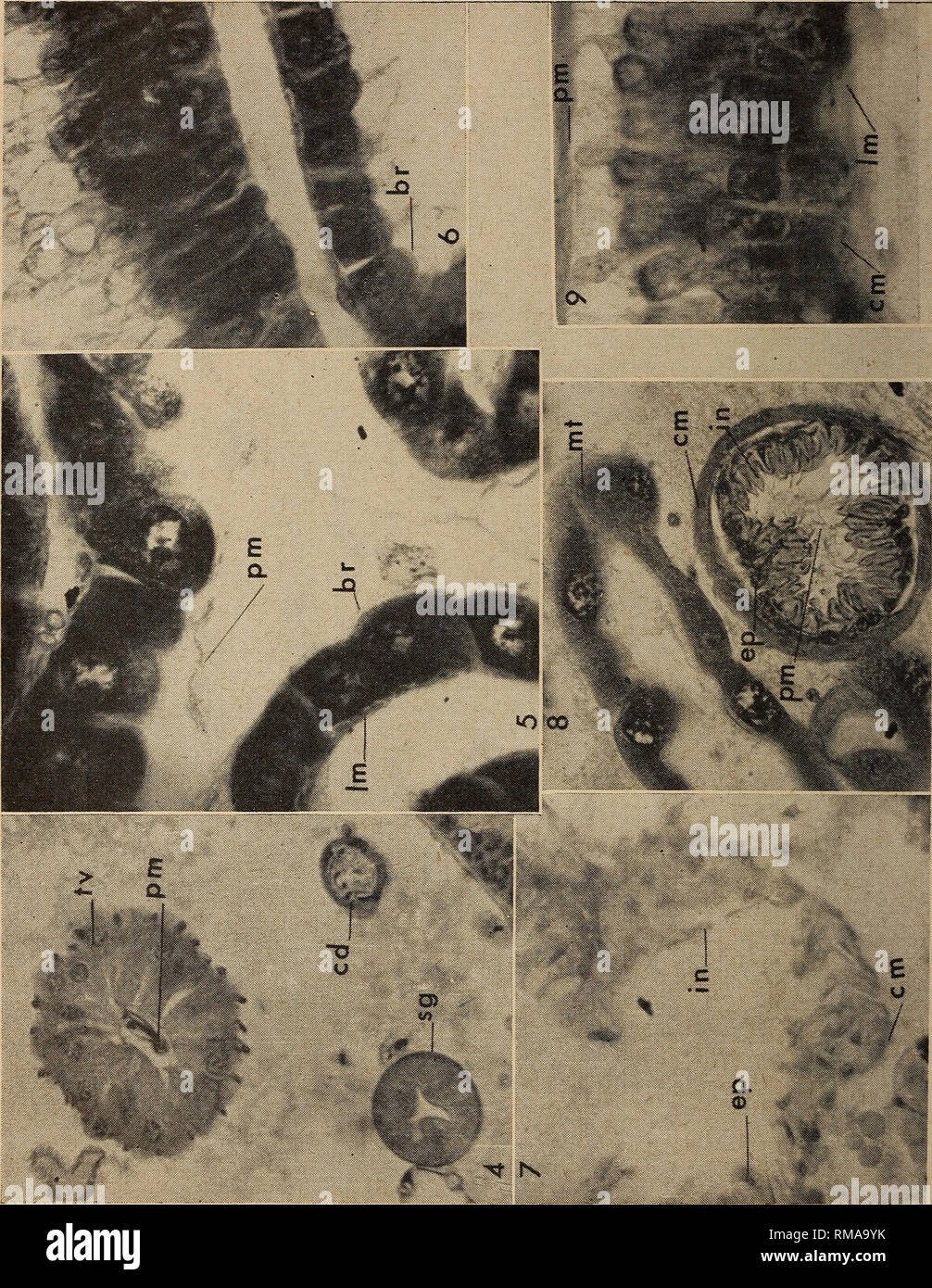 . Annual report. Entomological Society of Ontario; Insect pests ...