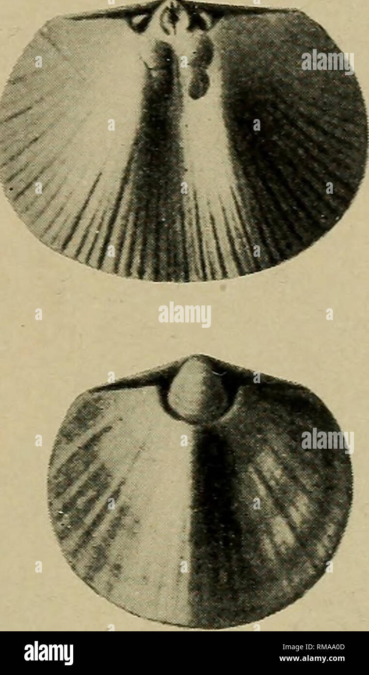. Annual report. New York State Museum; Science; Science. SOME NEW ...