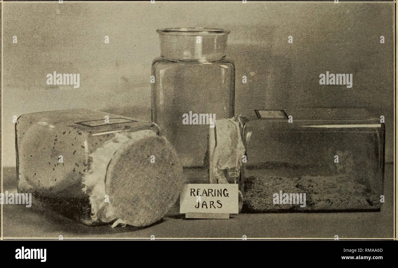 Drosophila melanogaster larvae hi-res stock photography and images - Alamy