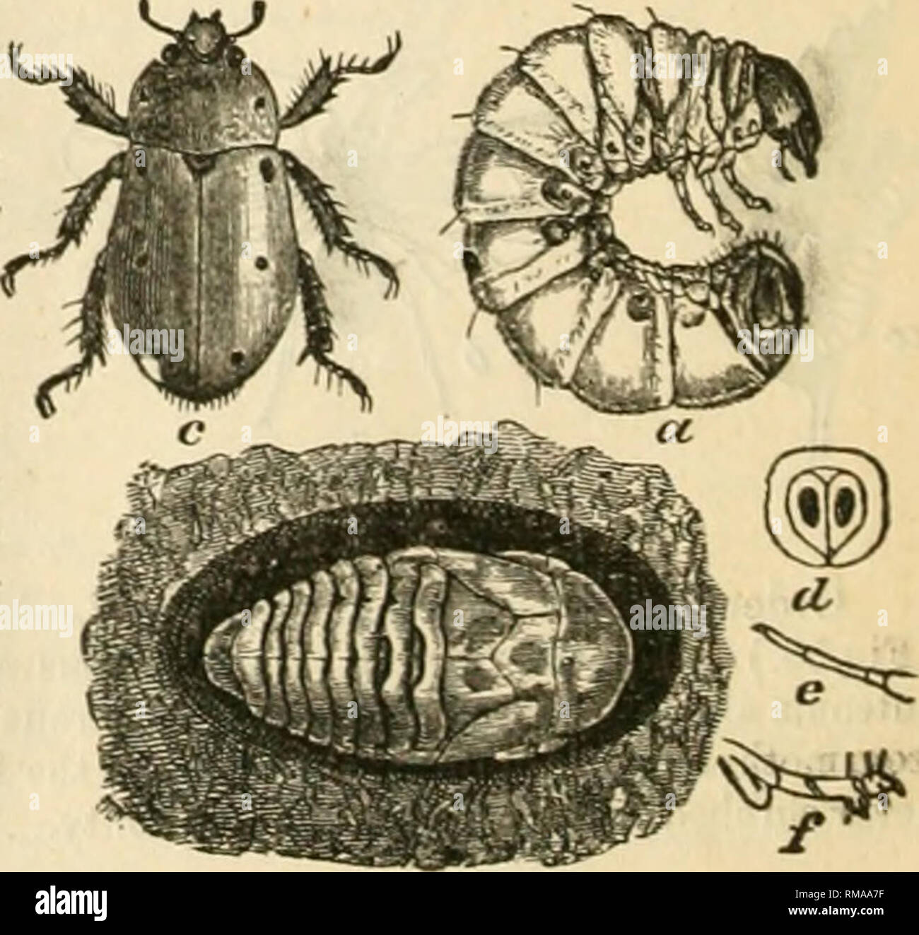 . Annual report. Entomological Society of Ontario; Insect pests ...