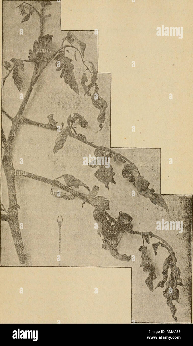 Tomato blight field hi-res stock photography and images - Alamy
