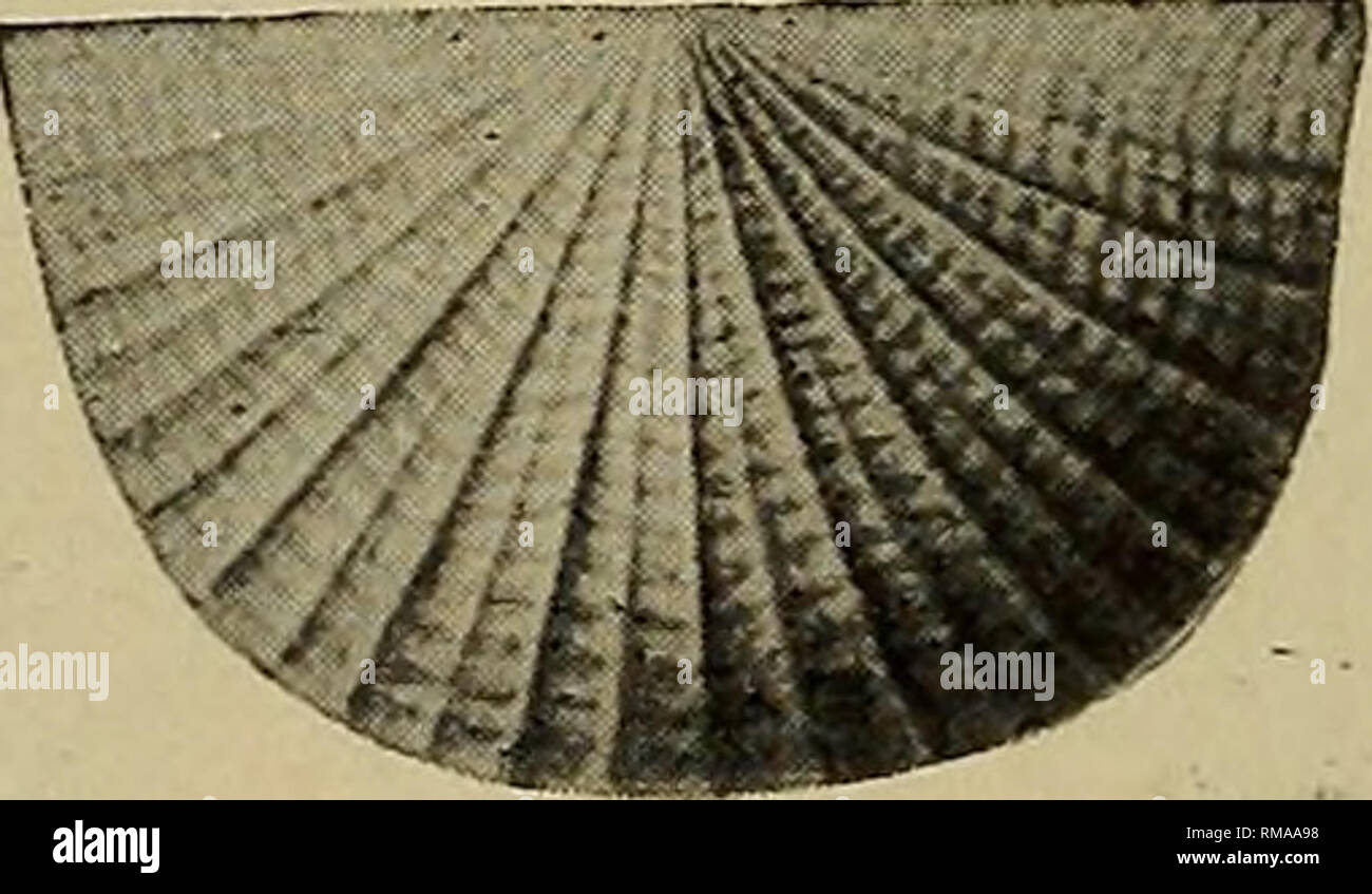 . Annual report. New York State Museum; Science; Science. Stropheodonta ...