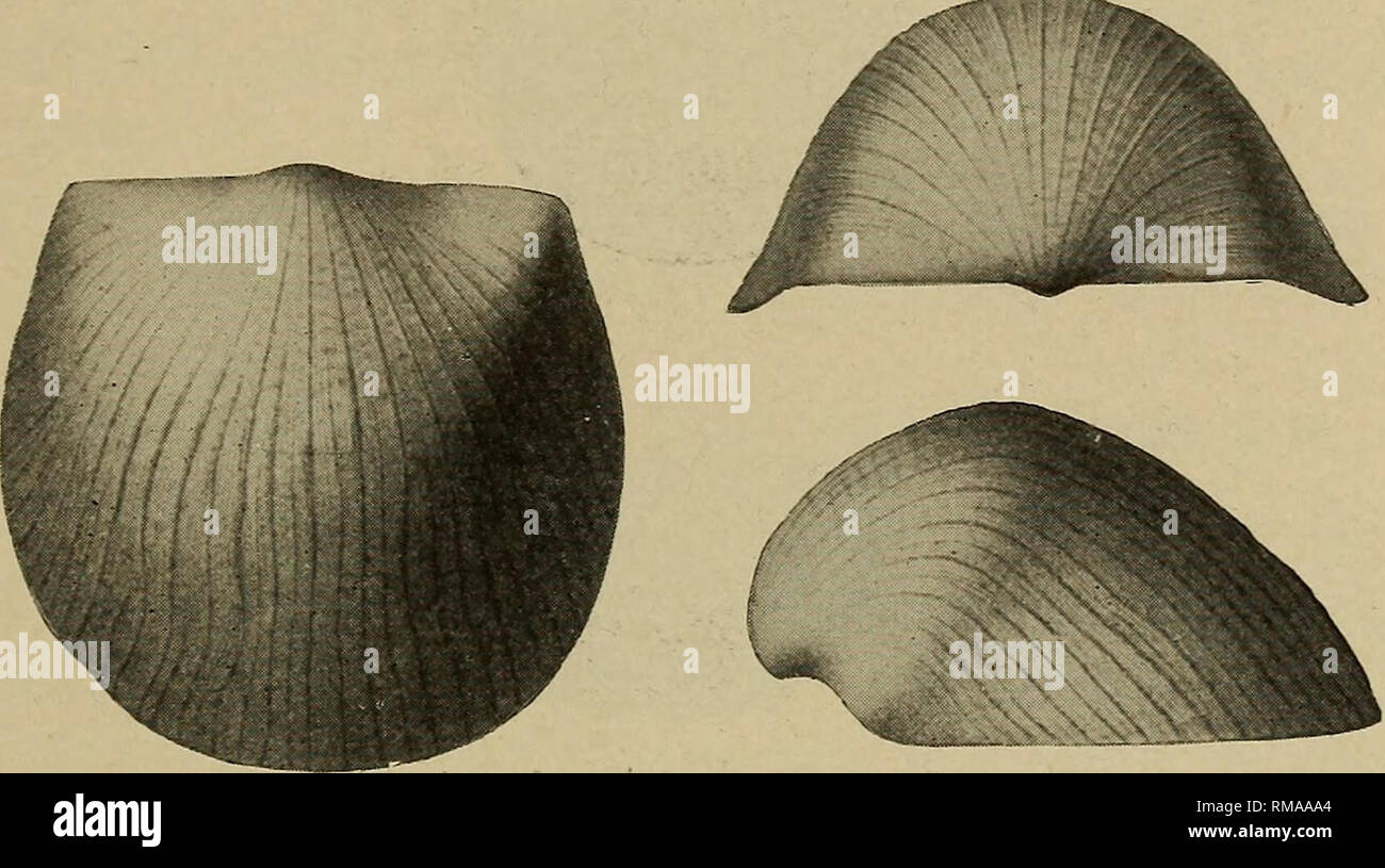 10 different fossils hi-res stock photography and images - Alamy