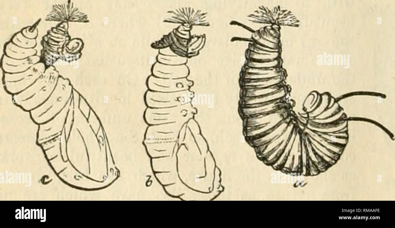 Ara triangular hi-res stock photography and images - Alamy