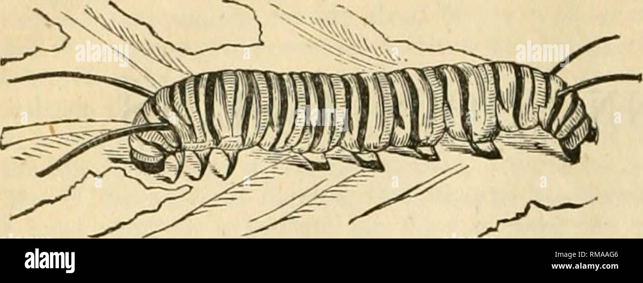 Coiled horns hi-res stock photography and images - Alamy