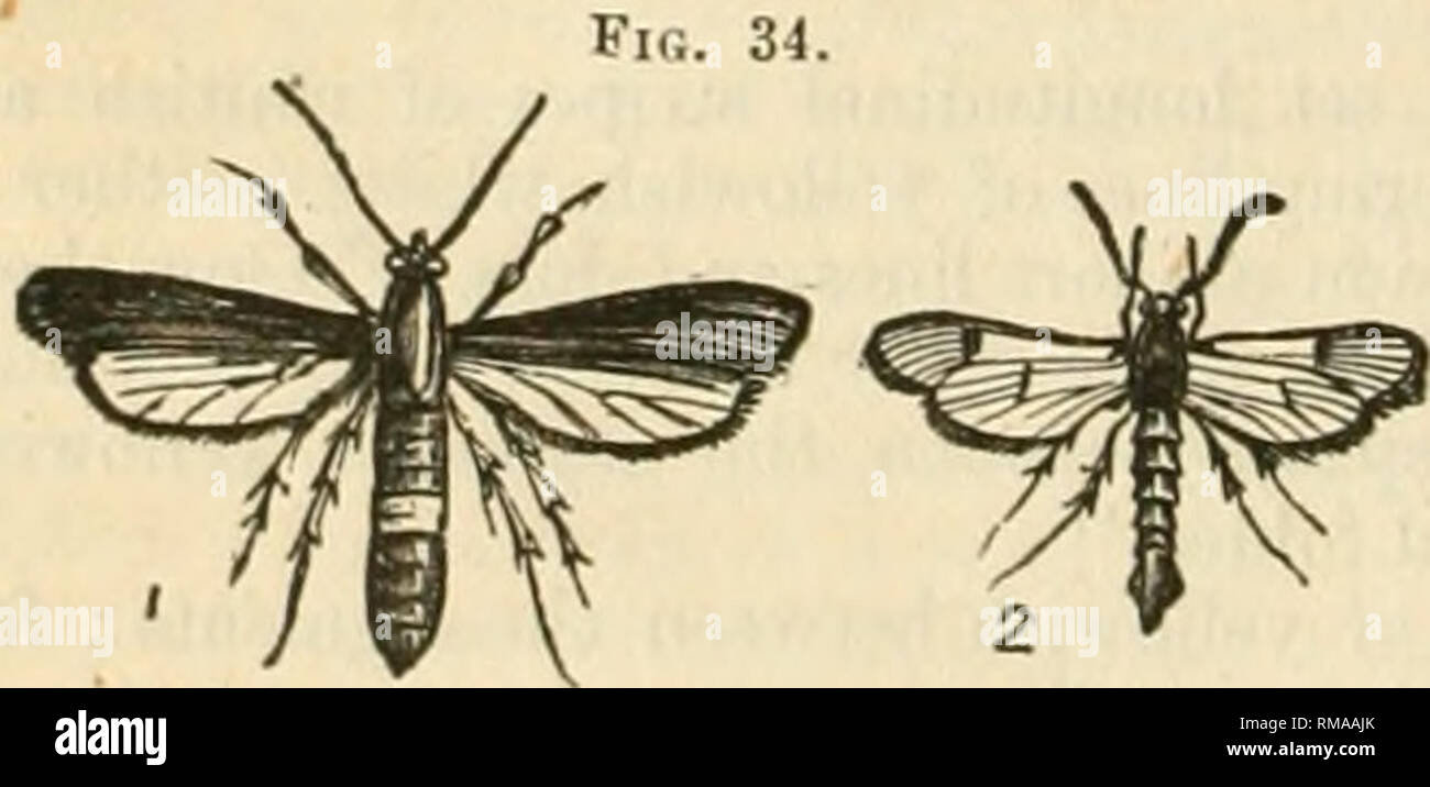 Notorious insect pest hi-res stock photography and images - Alamy