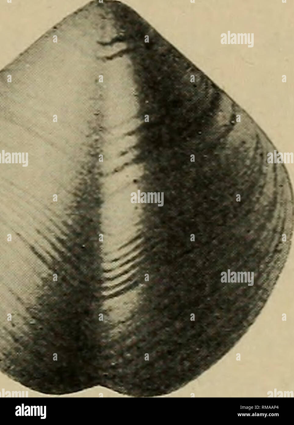 . Annual report. New York State Museum; Science; Science. Athyris hera ...