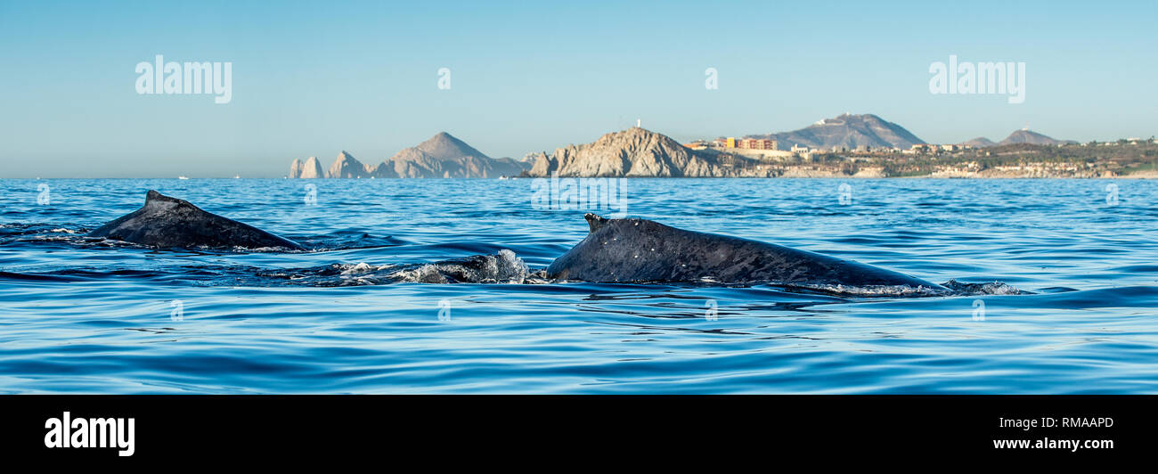 Whale back and dorsal fin. Humpback whale in the Pacific Ocean Stock ...