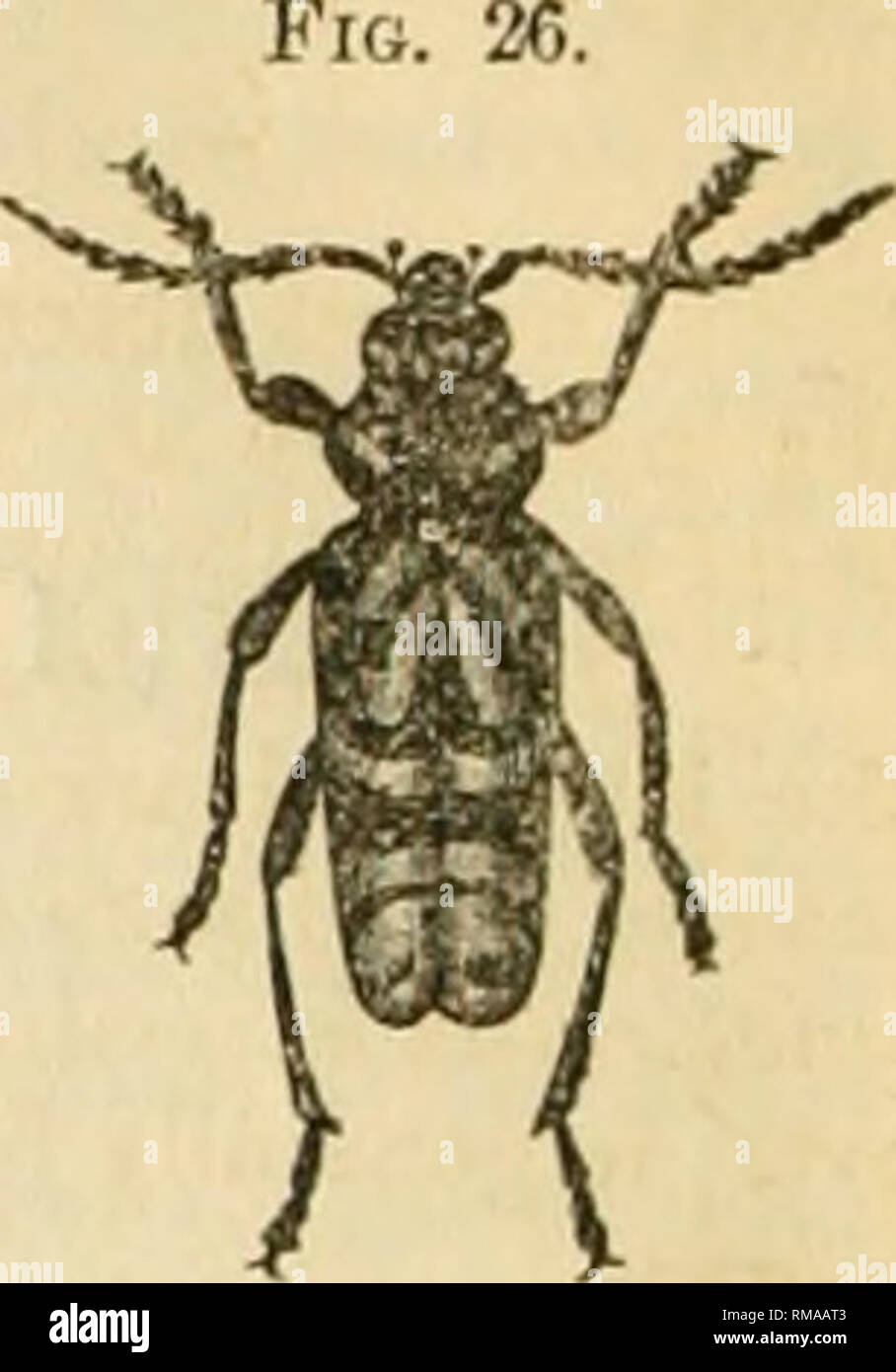 Powerful beetle mandibles hi-res stock photography and images - Alamy