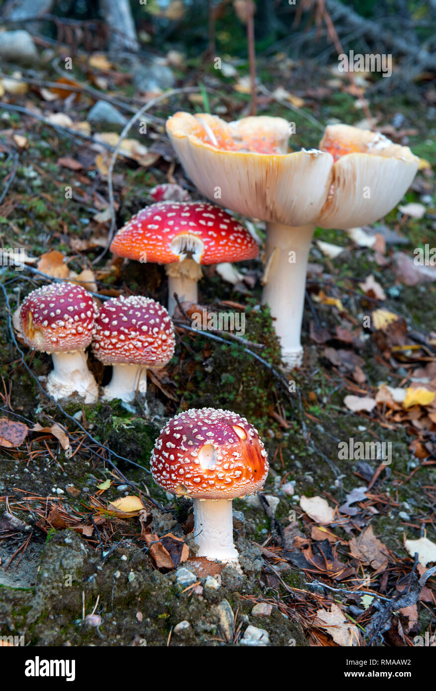 Fly-agarics in autumn forest Stock Photo - Alamy