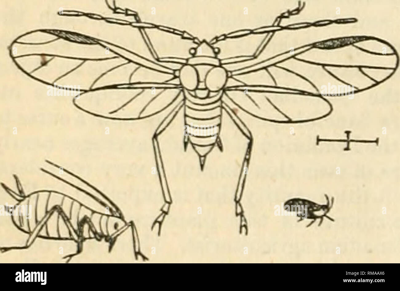 Ubiquitous insects hi-res stock photography and images - Alamy